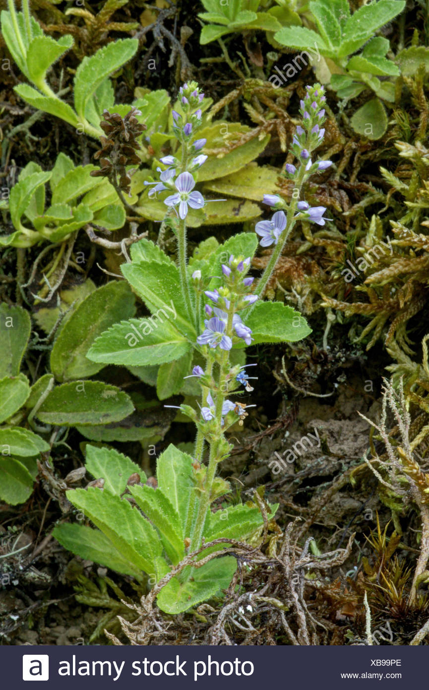 Gypsy Weed High Resolution Stock Photography and Images - Alamy