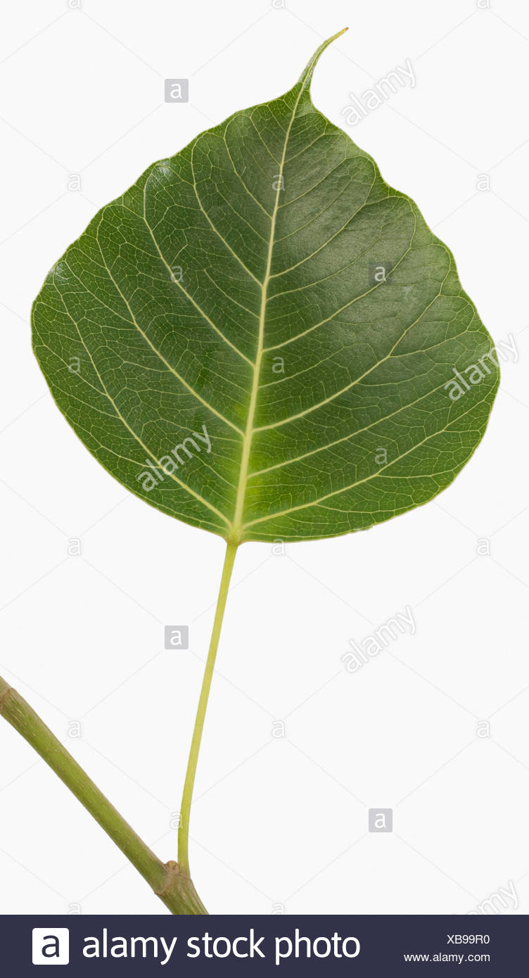 Peepal Leaf High Resolution Stock Photography and Images - Alamy