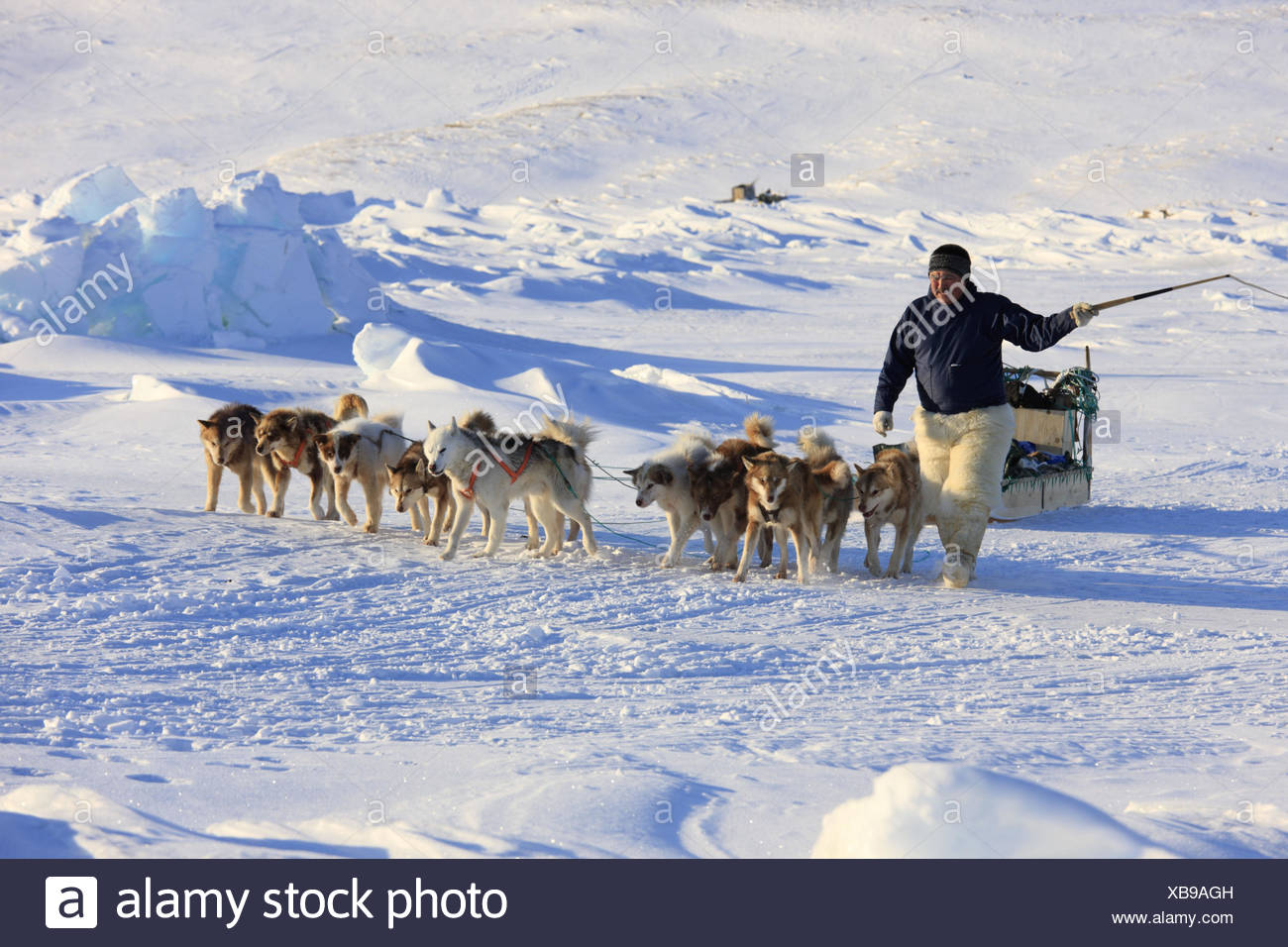 Draught Dogs High Resolution Stock Photography and Images - Alamy