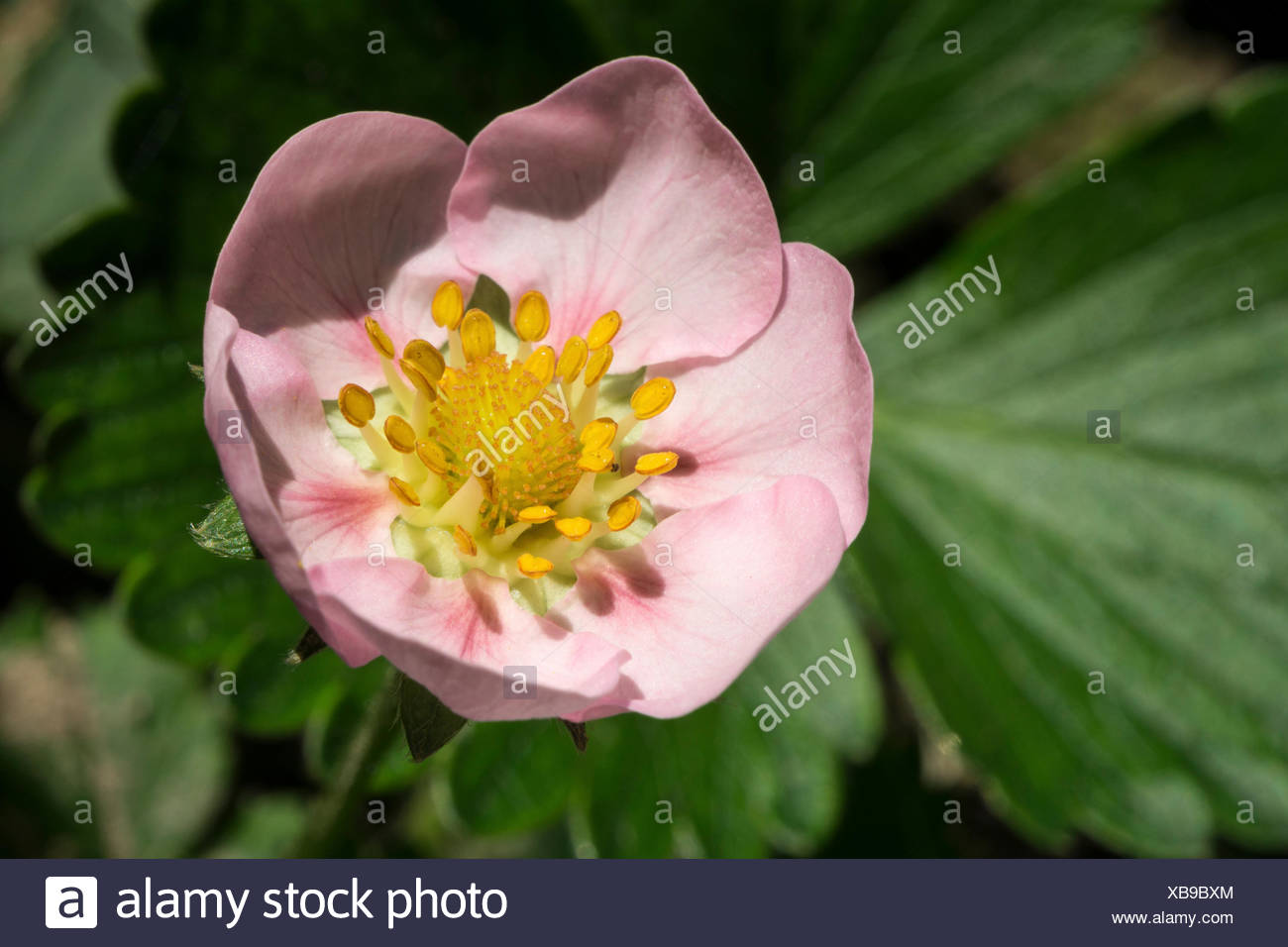 Merlan High Resolution Stock Photography and Images - Alamy