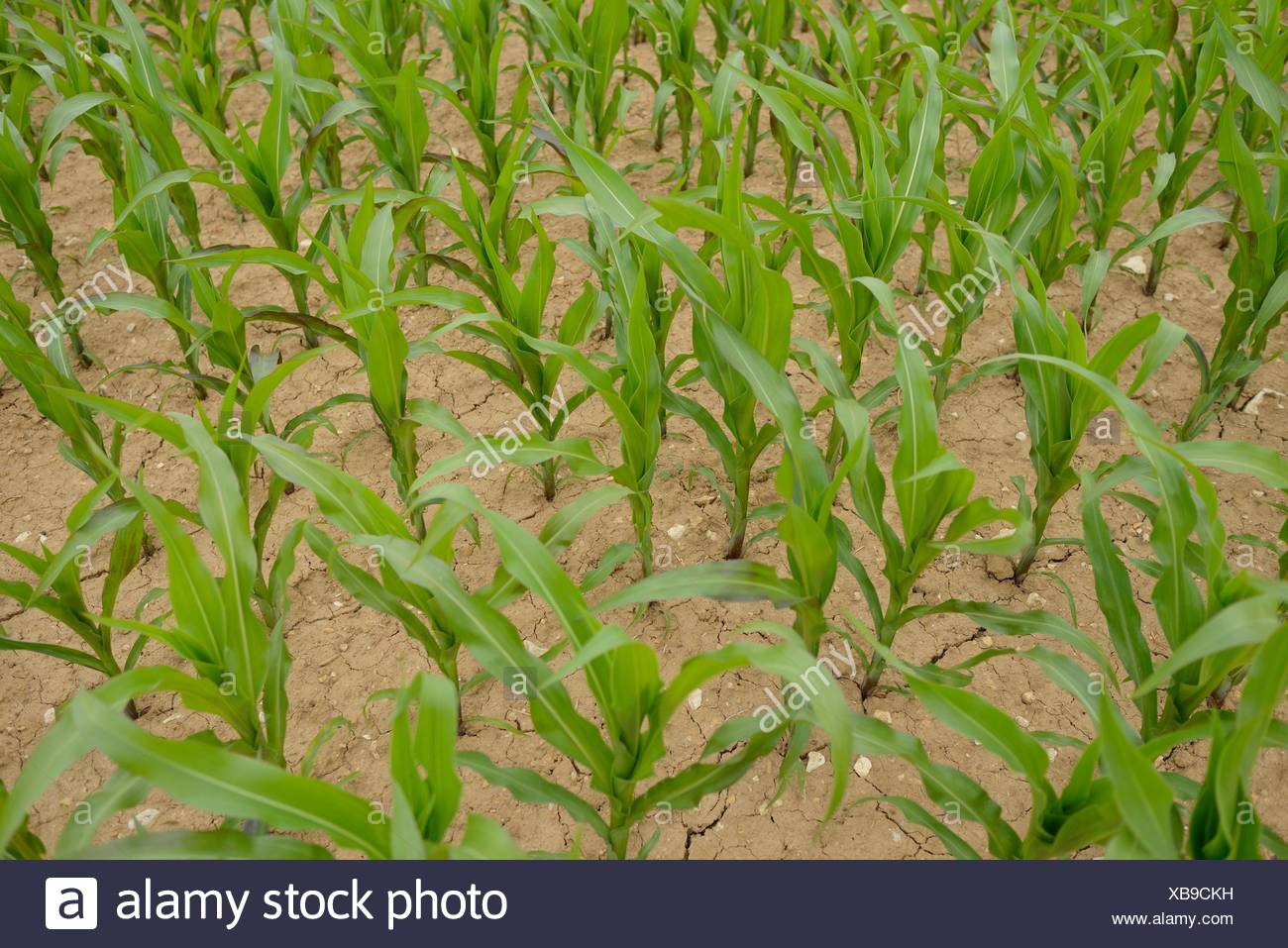 Maize Field High Resolution Stock Photography and Images - Alamy