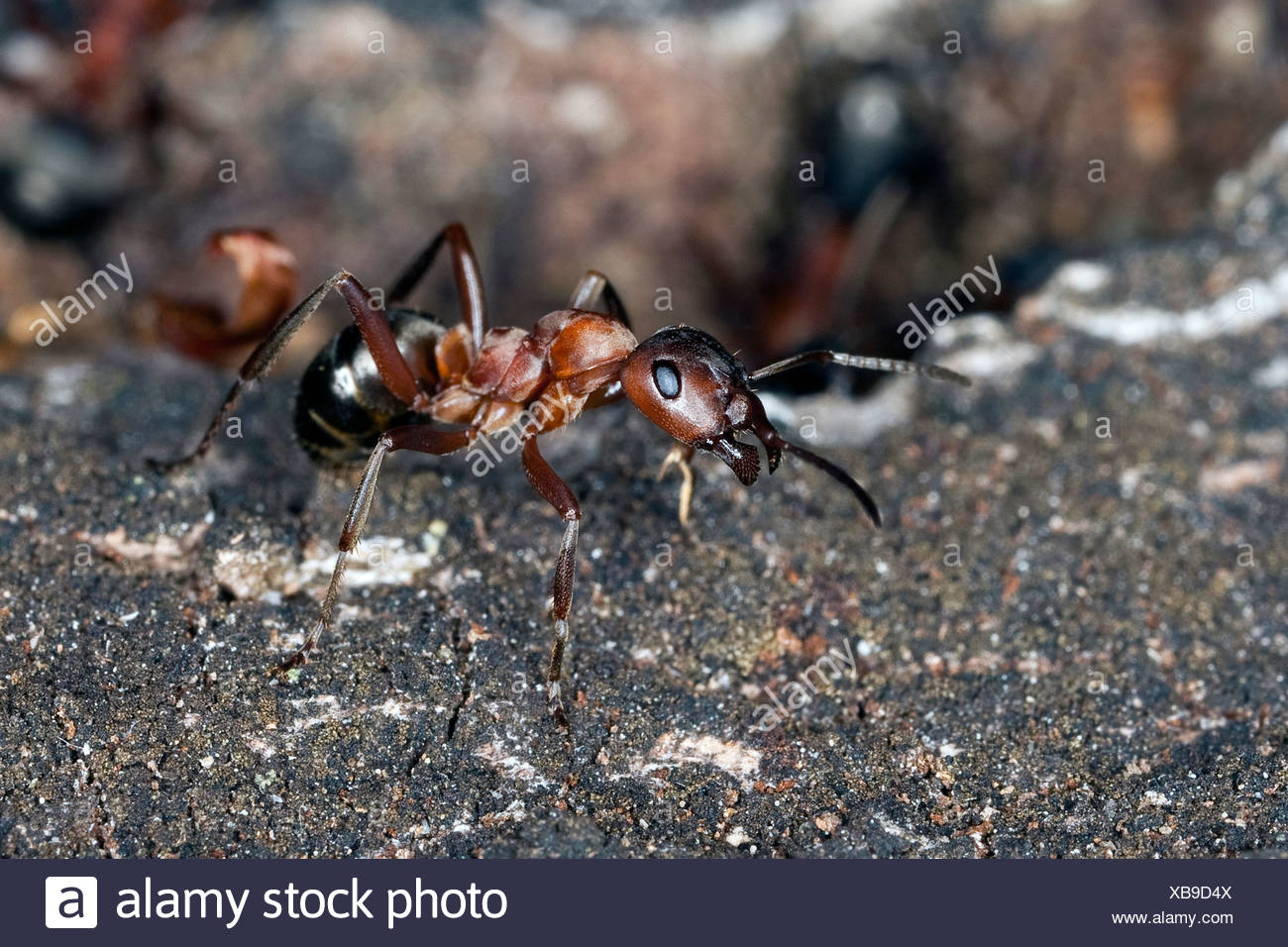 Formica Sanguinea High Resolution Stock Photography and Images - Alamy