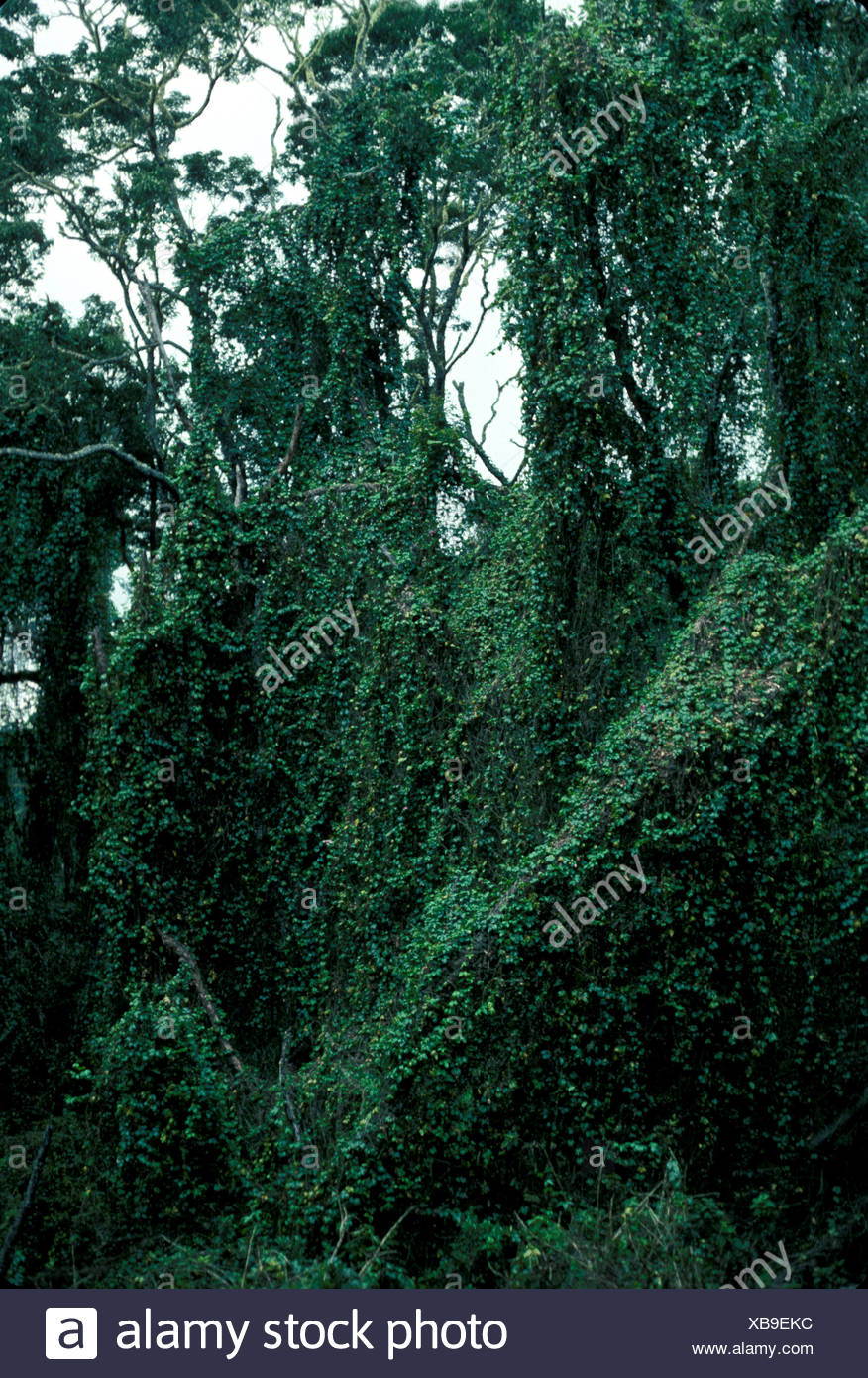 Hawaii Koa Tree High Resolution Stock Photography and Images - Alamy
