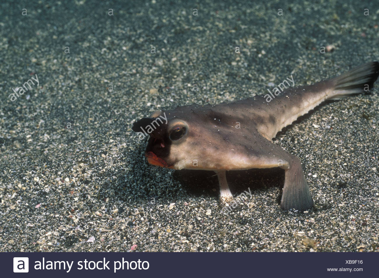 Red Lipped Batfish High Resolution Stock Photography and Images - Alamy