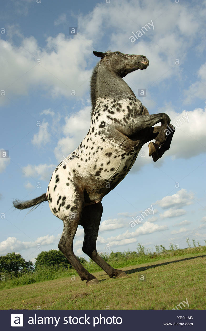 Appaloosa Horse Rearing Stock Photos & Appaloosa Horse Rearing Stock ...