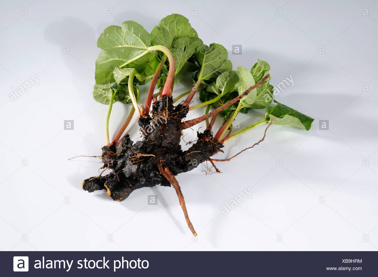 Rheum Palmatum High Resolution Stock Photography and Images - Alamy