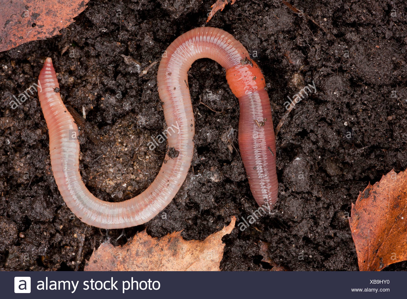 Common Earthworm Earthworm Lob Worm High Resolution Stock Photography ...