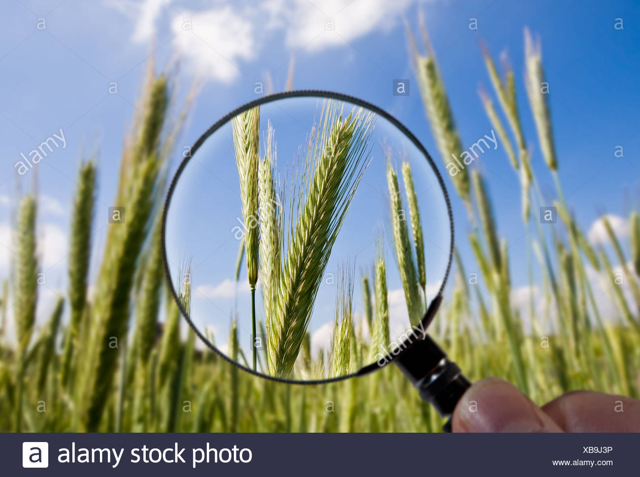 Food Magnified Stock Photos & Food Magnified Stock Images - Alamy
