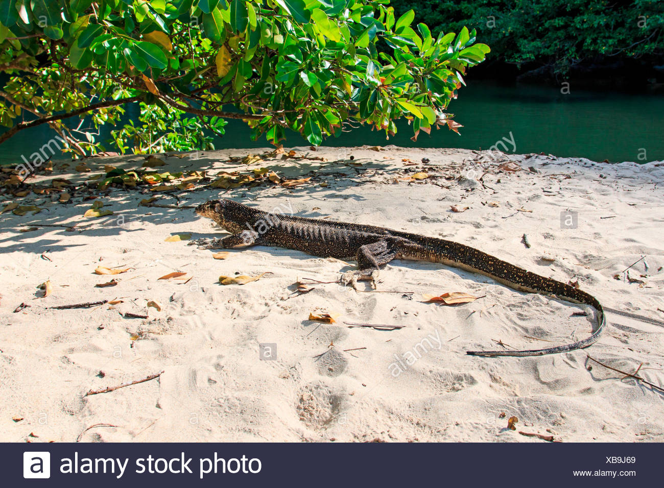 Monitor Lizard Philippines Stock Photos & Monitor Lizard Philippines ...