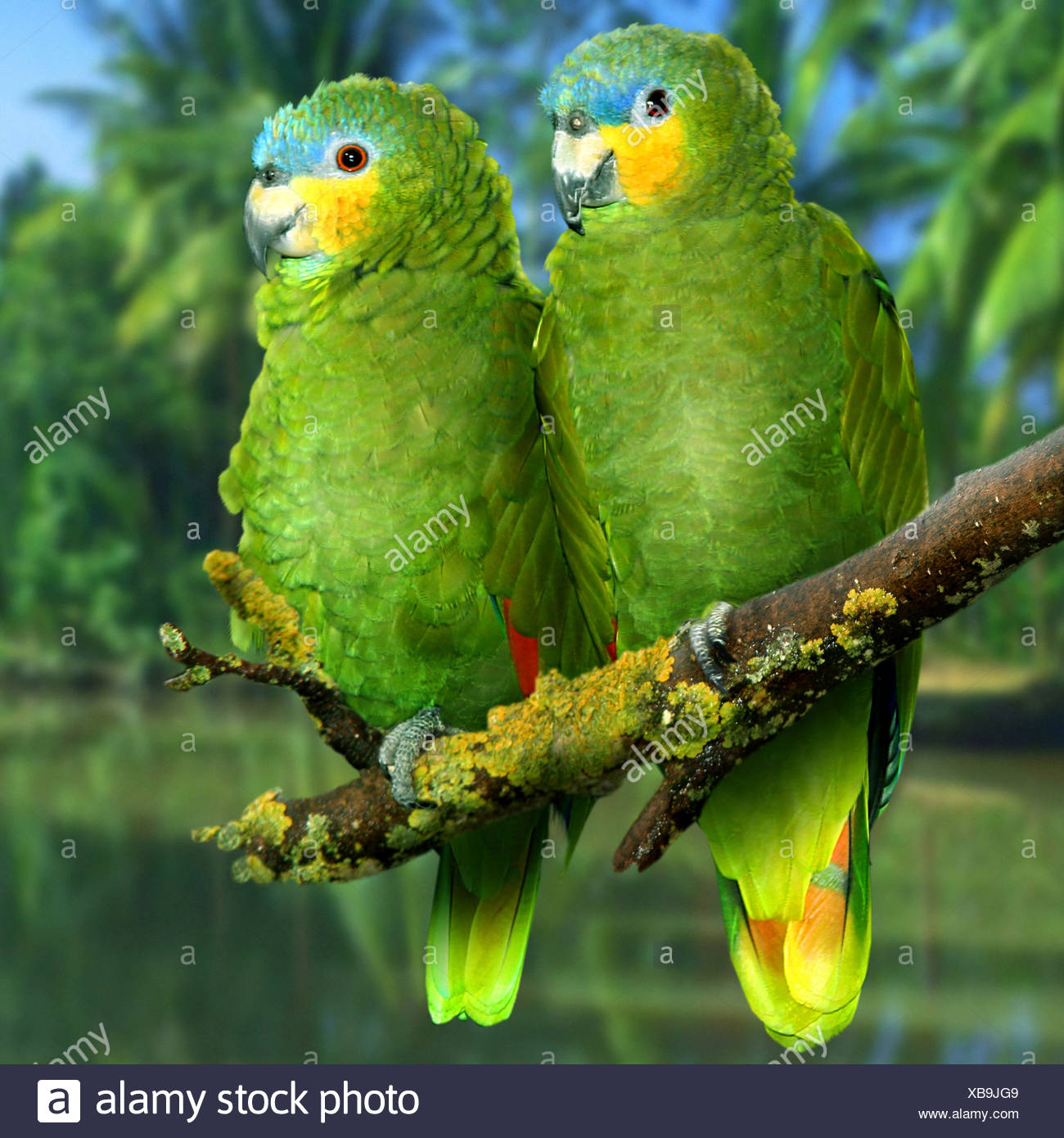 Two Amazons High Resolution Stock Photography and Images - Alamy