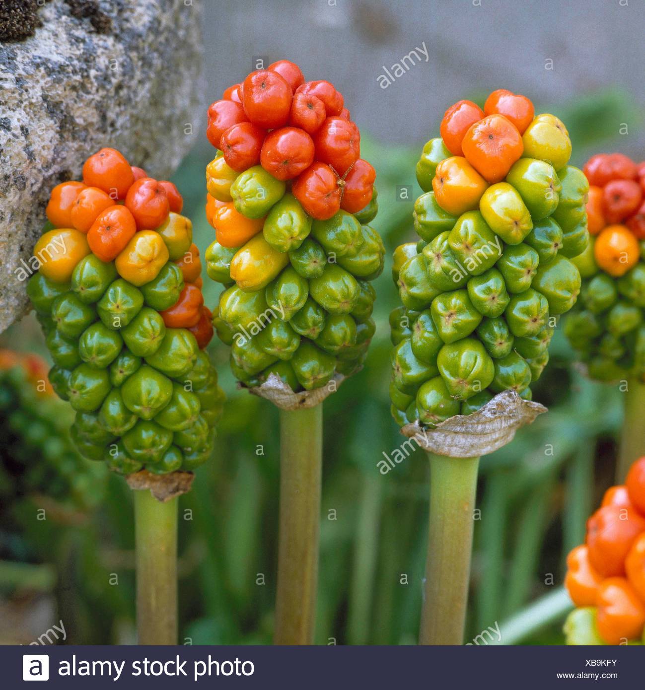 Arum Italicum Pictum High Resolution Stock Photography and Images - Alamy