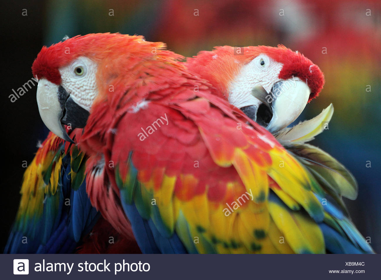 Coloured Love High Resolution Stock Photography and Images - Alamy