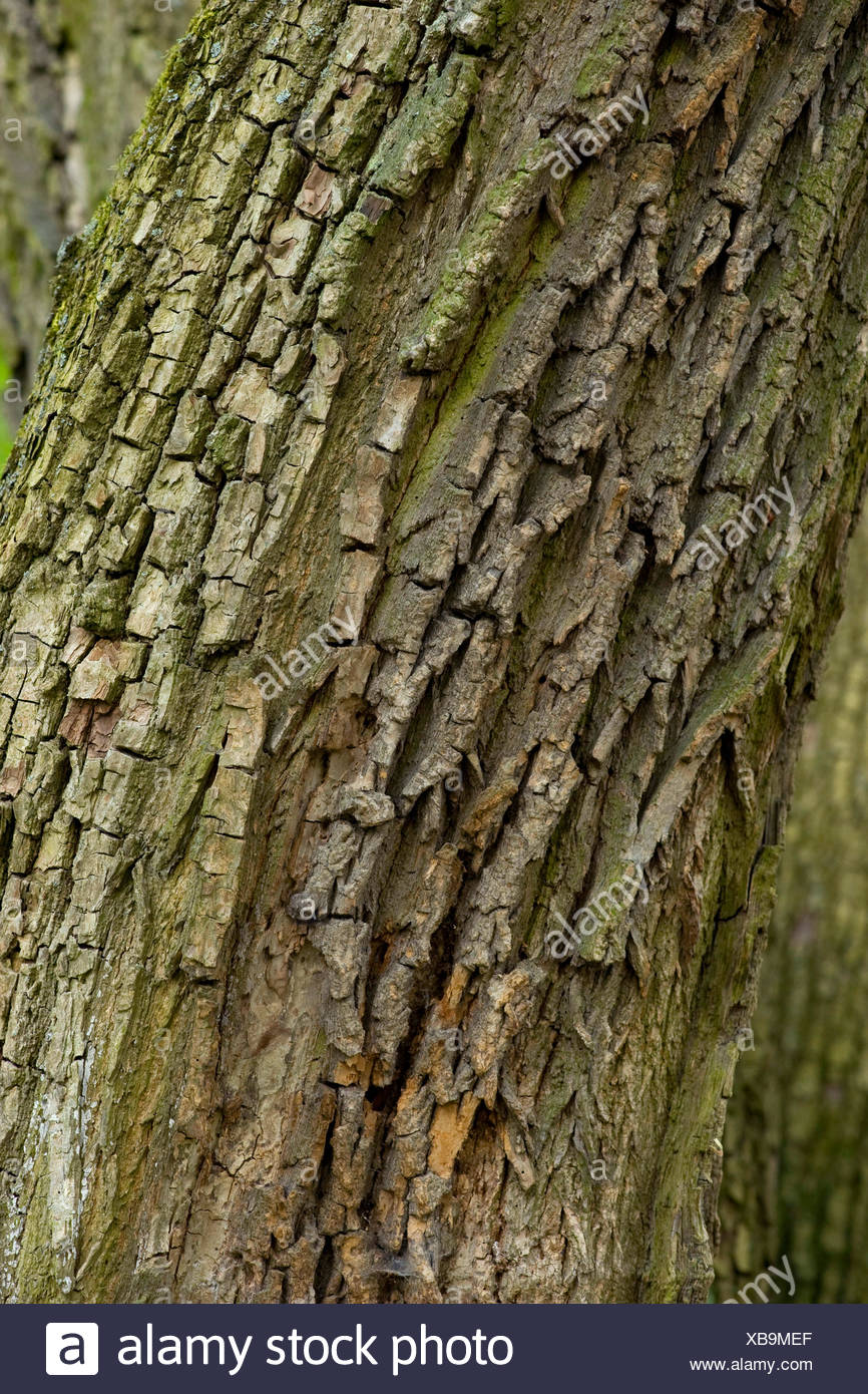 Acer Campestre Bark High Resolution Stock Photography and Images - Alamy