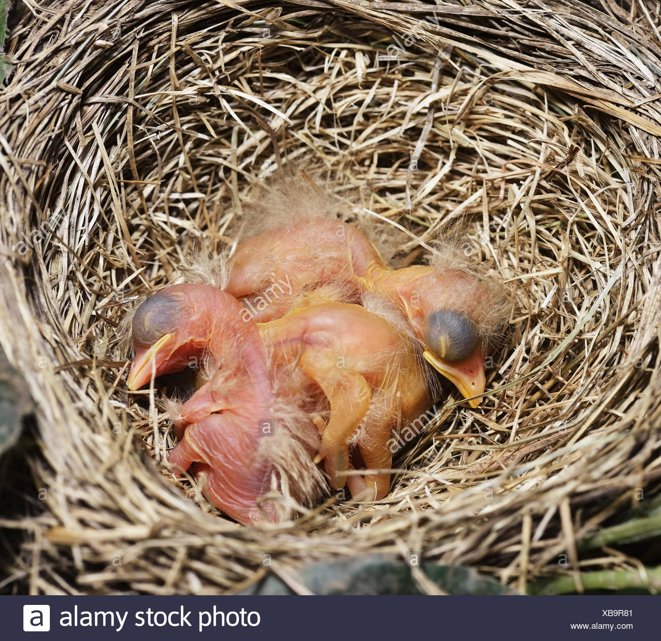 Birds Just Hatched High Resolution Stock Photography and Images - Alamy