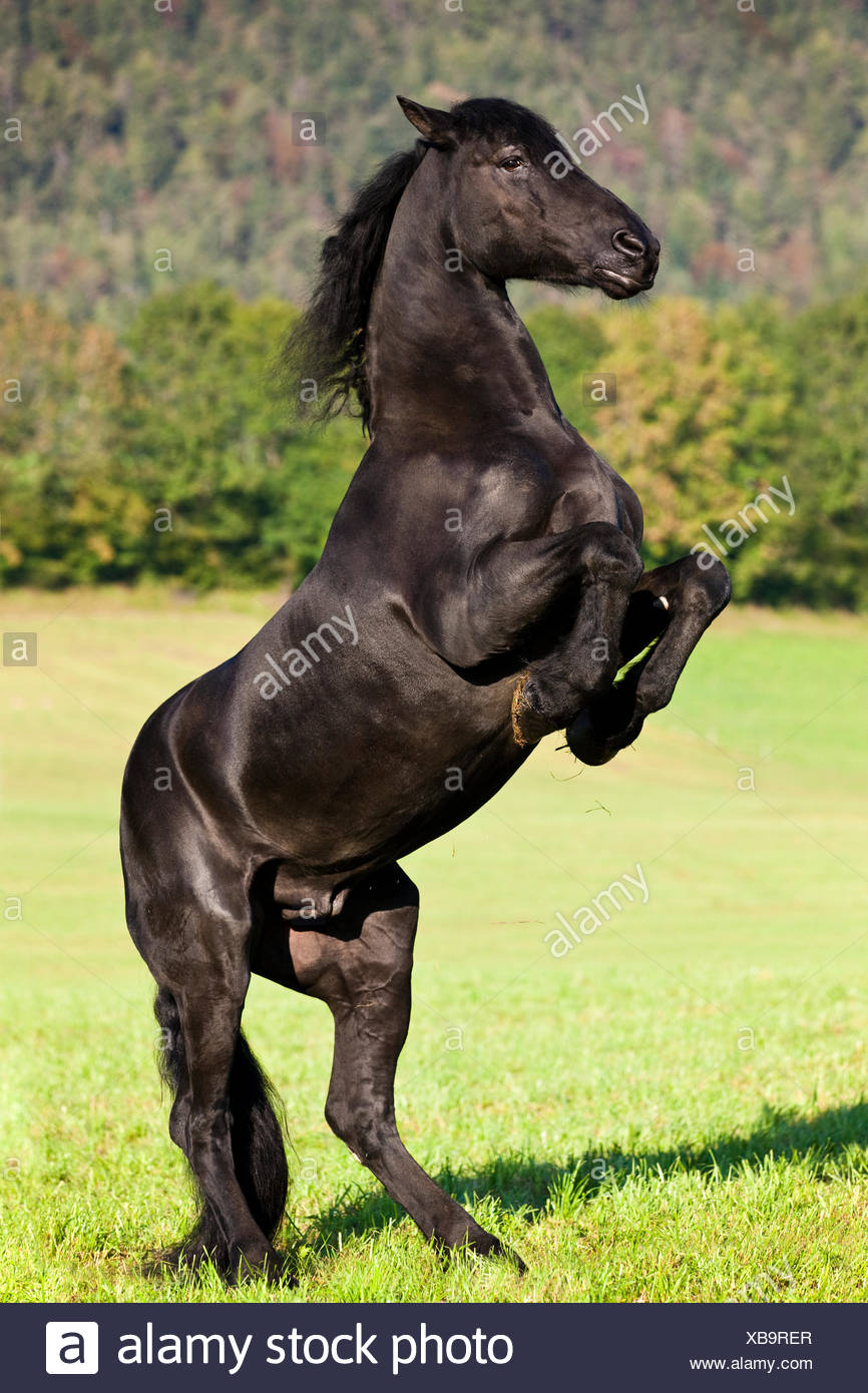 Horse Legs High Resolution Stock Photography and Images - Alamy