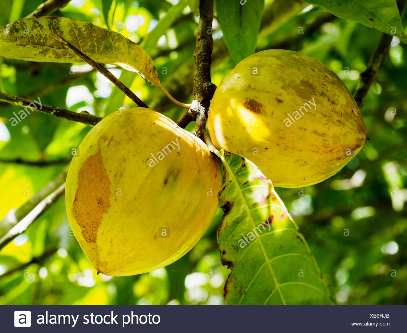 Sapote Tree Stock Photos & Sapote Tree Stock Images - Alamy