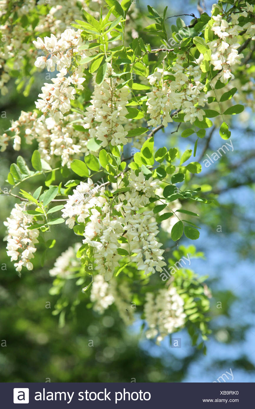 False Acacia Tree High Resolution Stock Photography and Images - Alamy