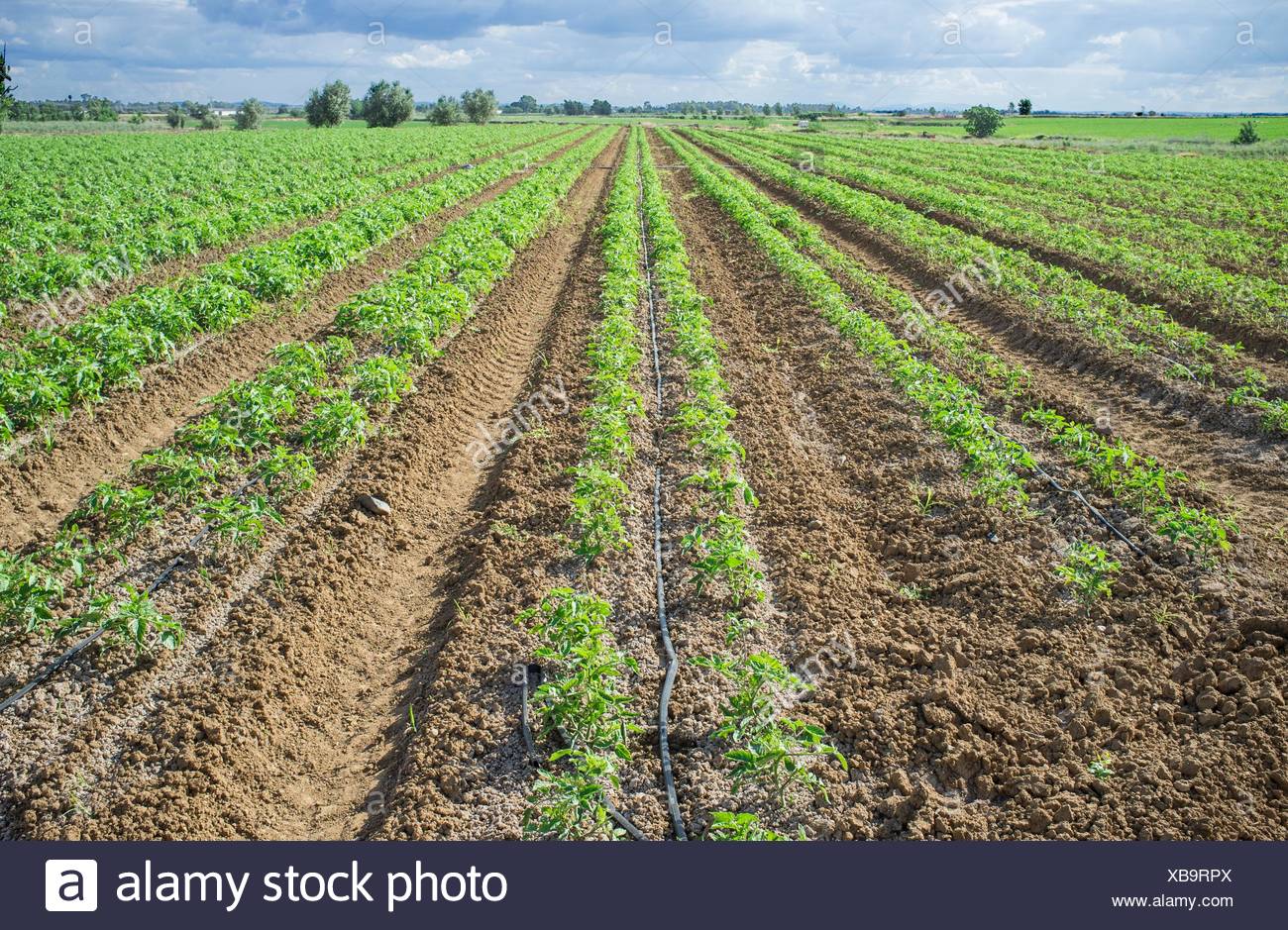 Furrow Irrigation High Resolution Stock Photography and Images - Alamy