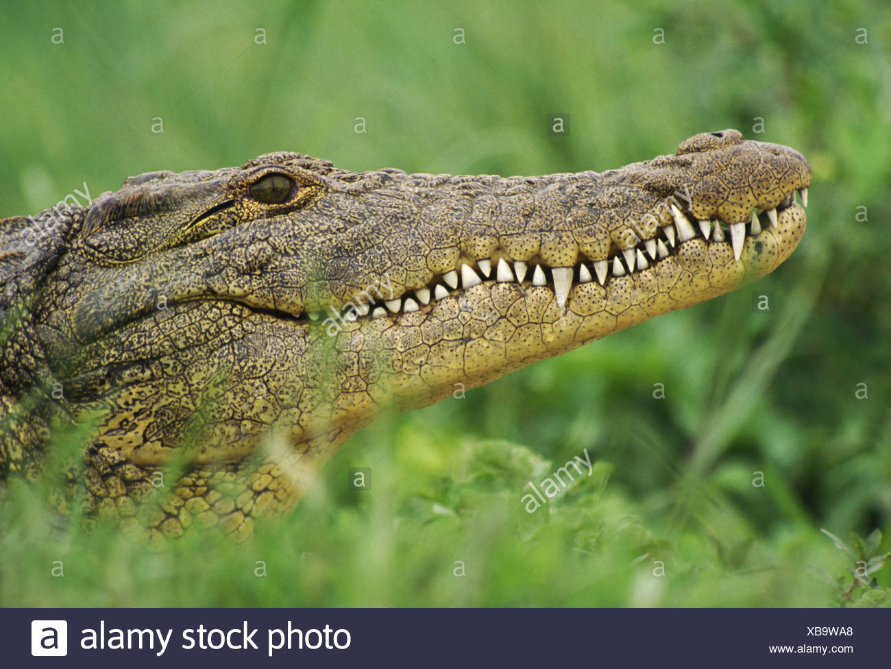 Crocodile Side View High Resolution Stock Photography and Images - Alamy
