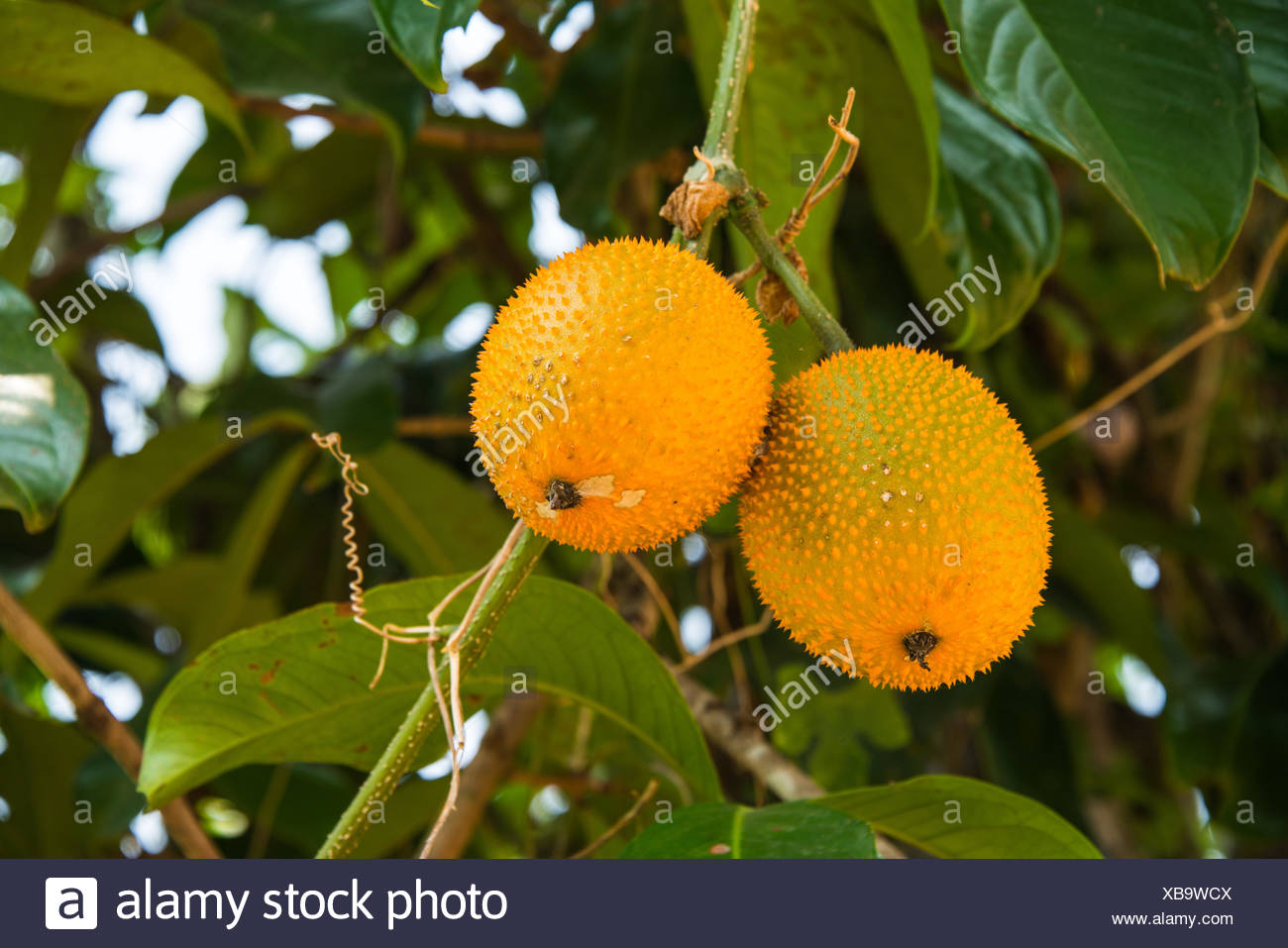 Baby Jackfruit Stock Photos & Baby Jackfruit Stock Images - Alamy