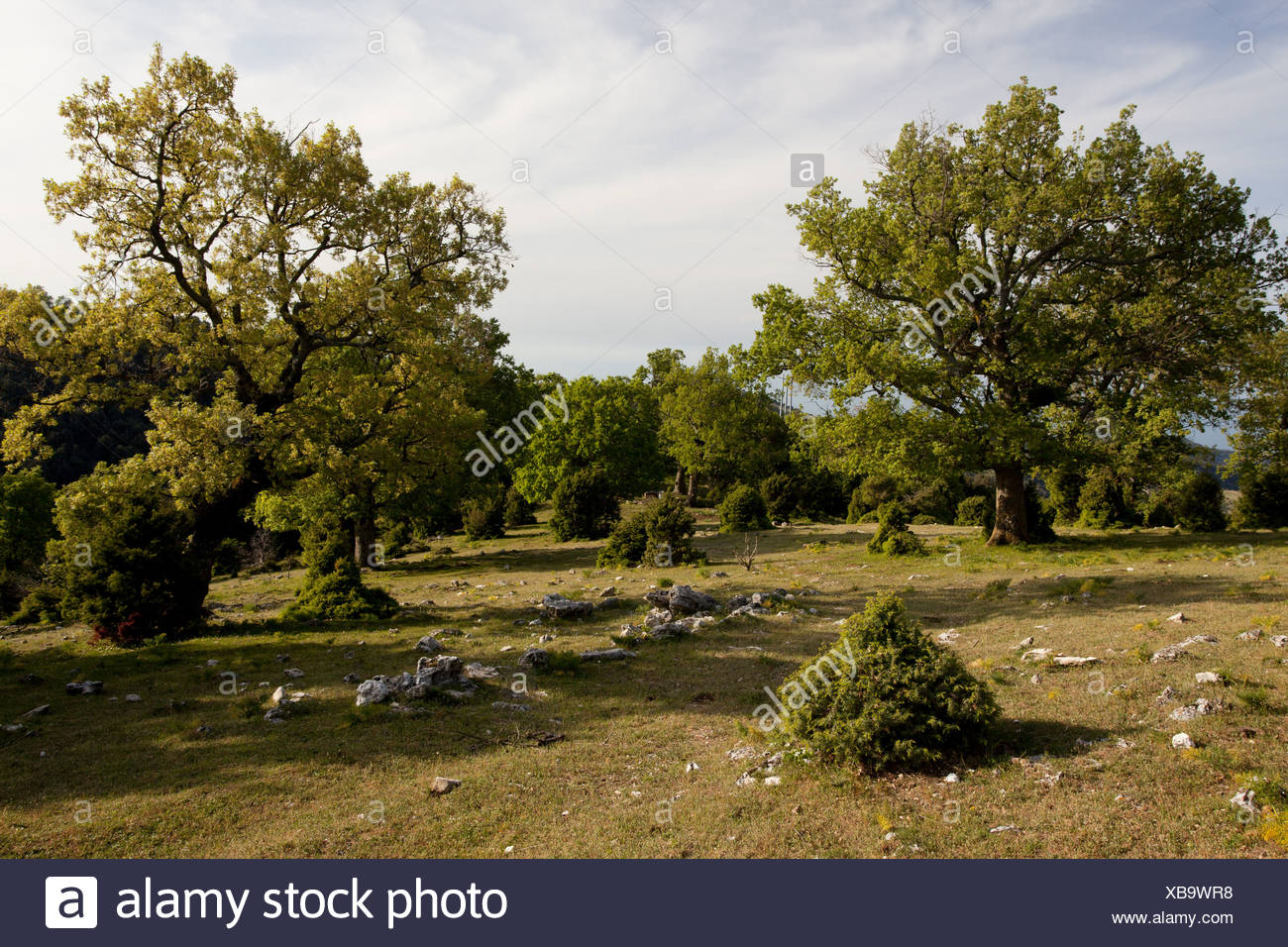 Juniper Juniperus Sp High Resolution Stock Photography and Images - Alamy
