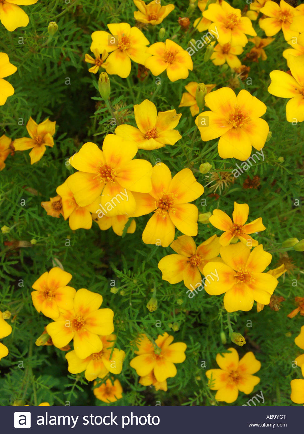 Tagetes Signata High Resolution Stock Photography and Images - Alamy