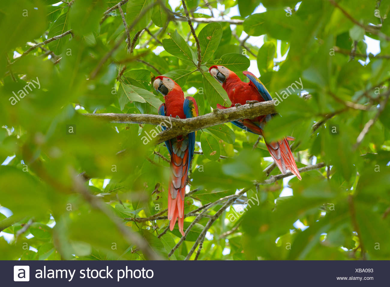 Indian Almond High Resolution Stock Photography and Images - Alamy