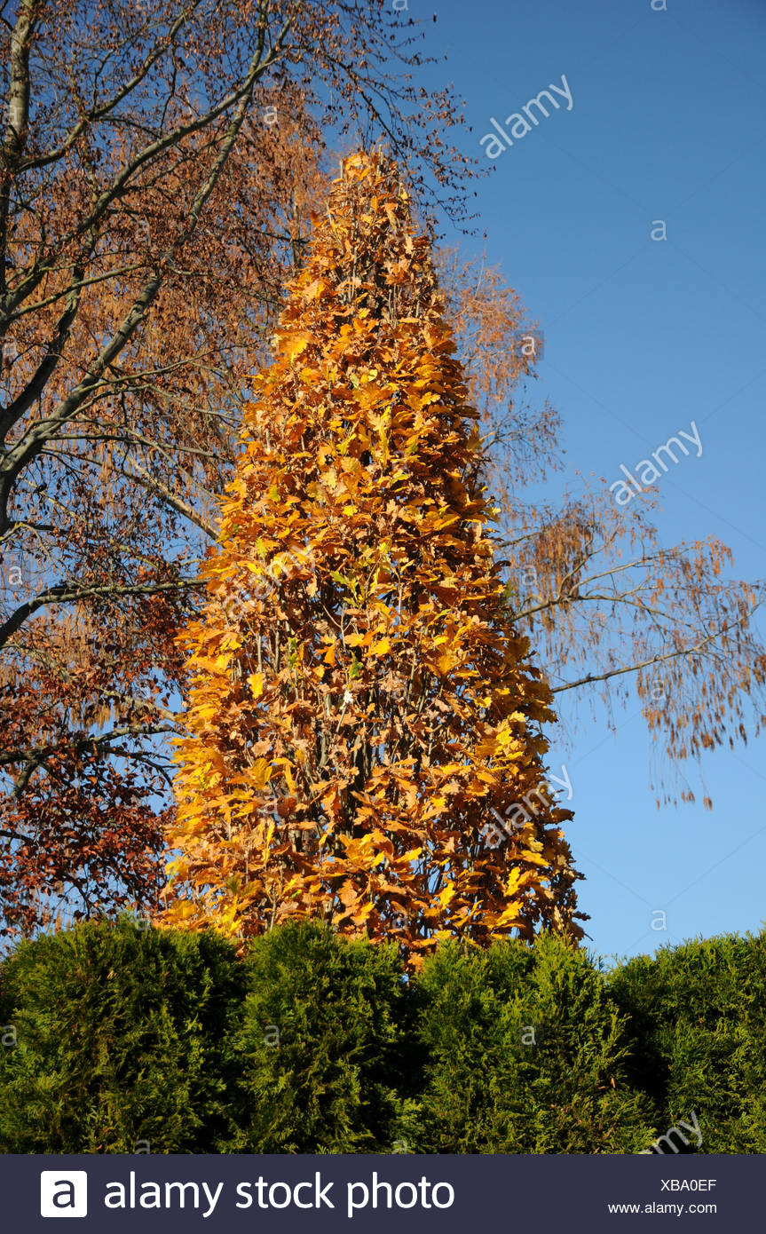 Quercus Robur Fastigiata Stock Photos & Quercus Robur Fastigiata Stock ...