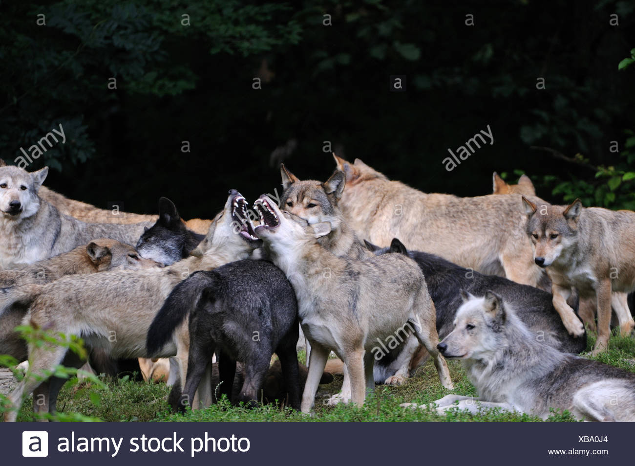Timber Wolves Canis Lupus Lycaon High Resolution Stock Photography and ...