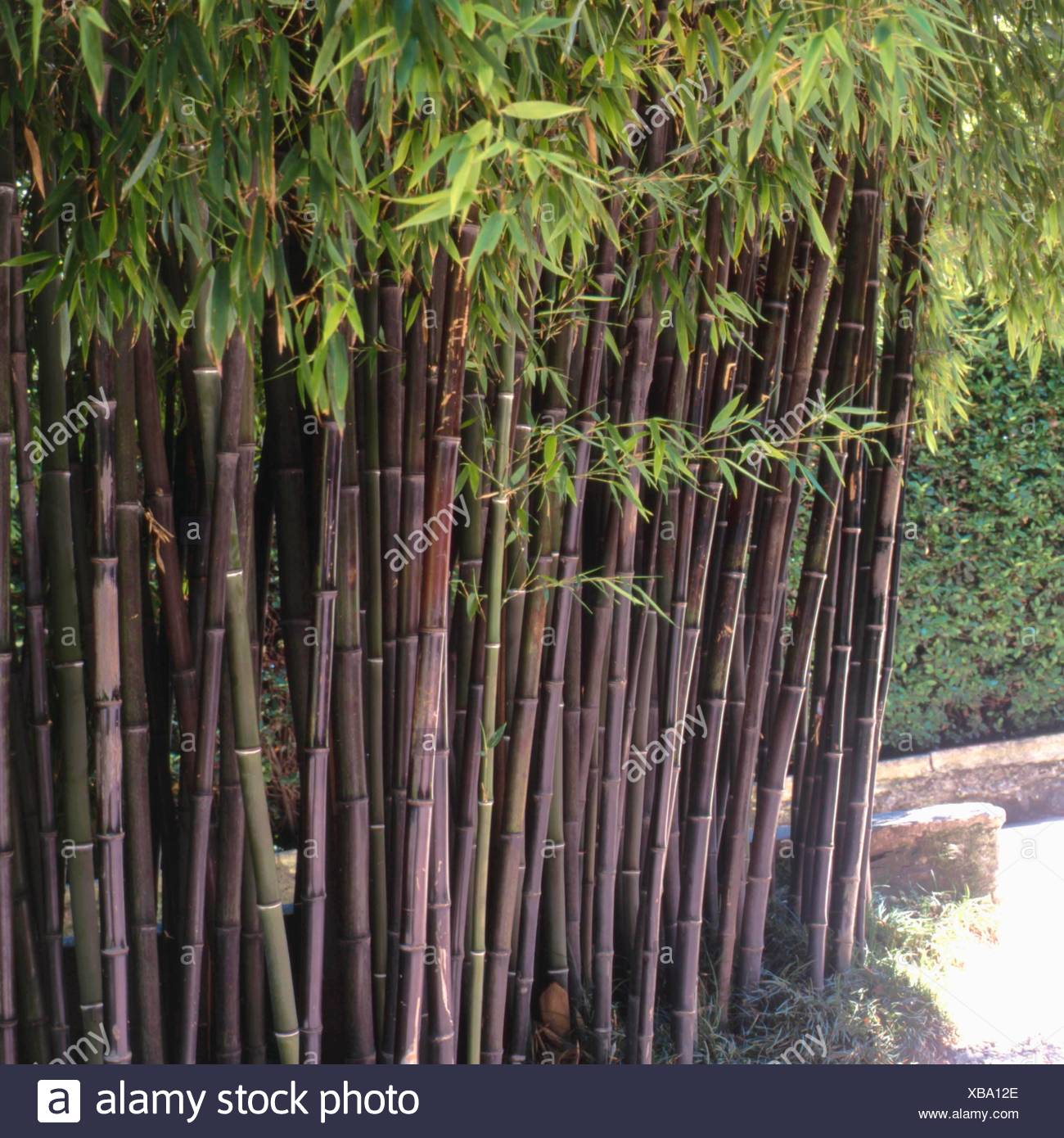 Phyllostachys Nigra High Resolution Stock Photography and Images - Alamy