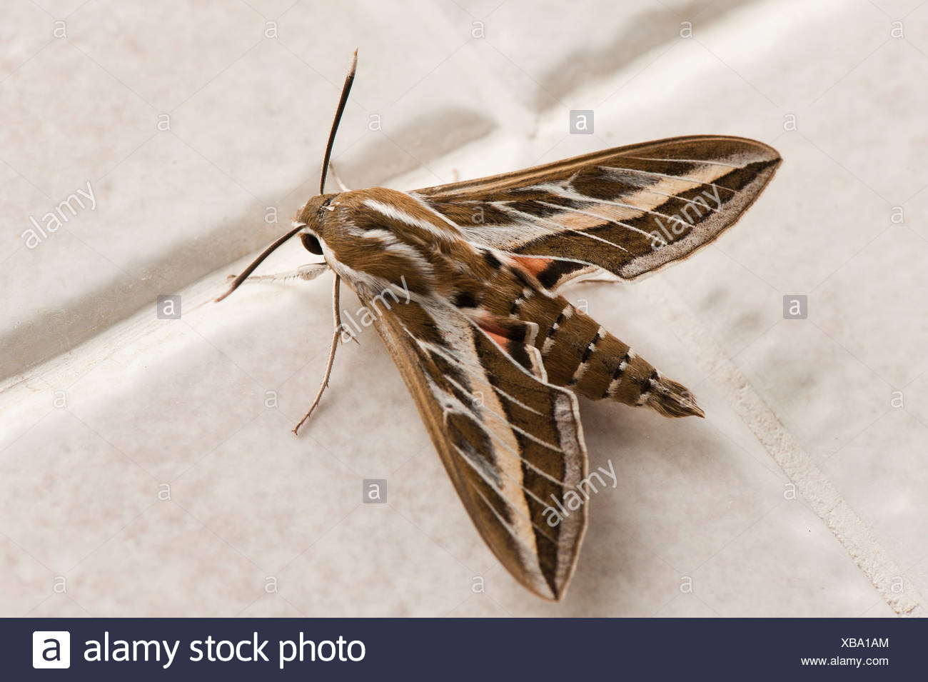 Striped Hawk Moth Stock Photos & Striped Hawk Moth Stock Images - Alamy