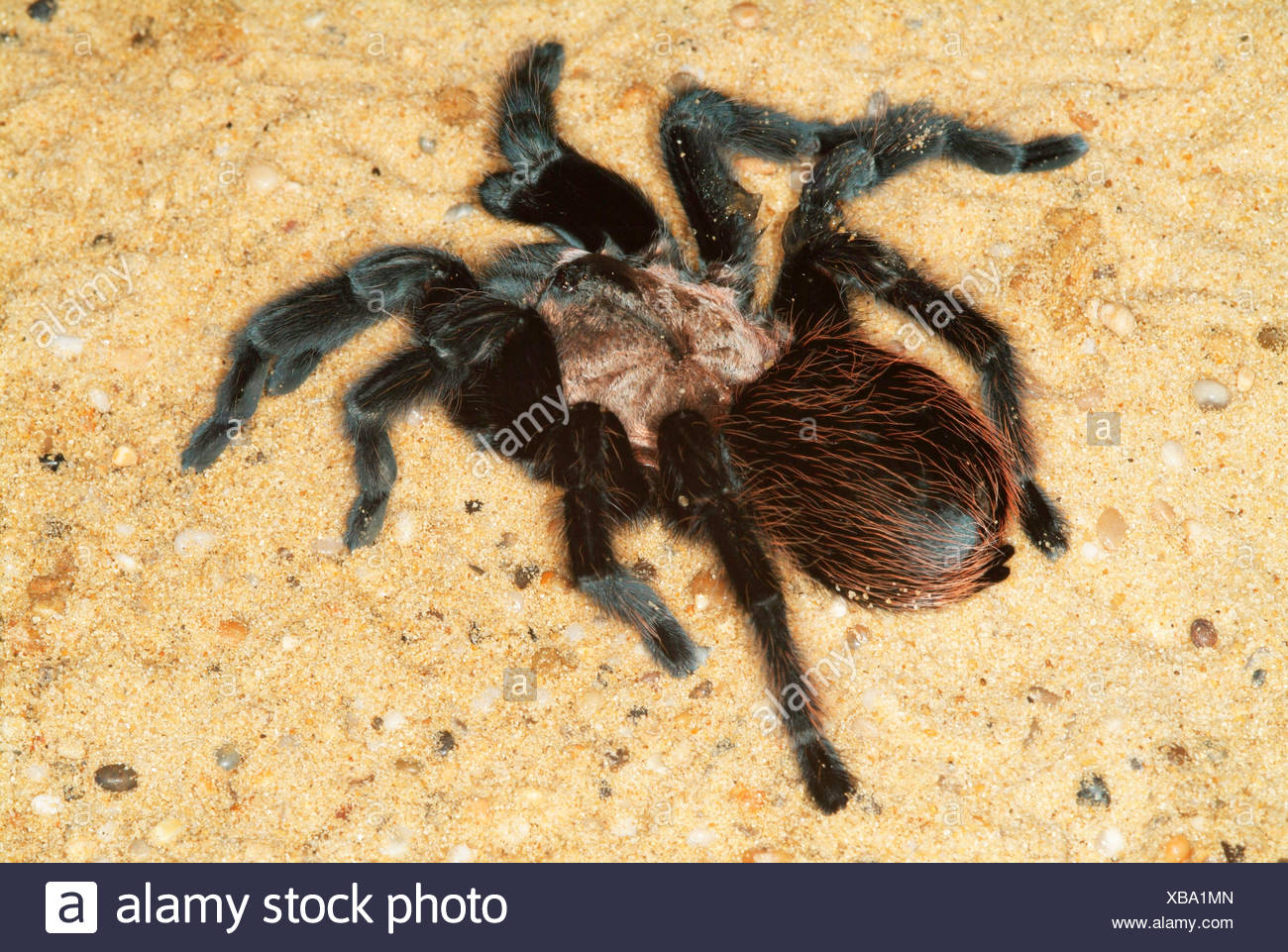 Mexican Desert Animals High Resolution Stock Photography and Images - Alamy