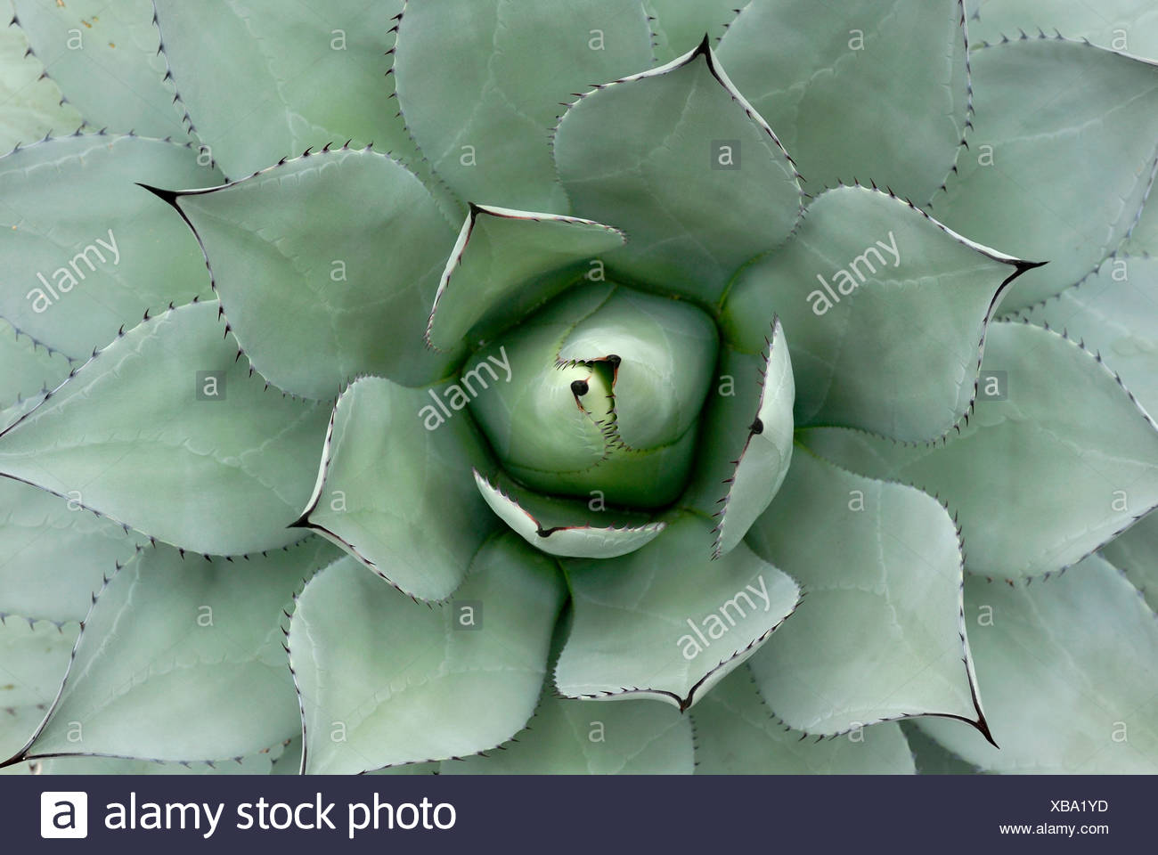 Photo Leaves High Resolution Stock Photography and Images - Alamy