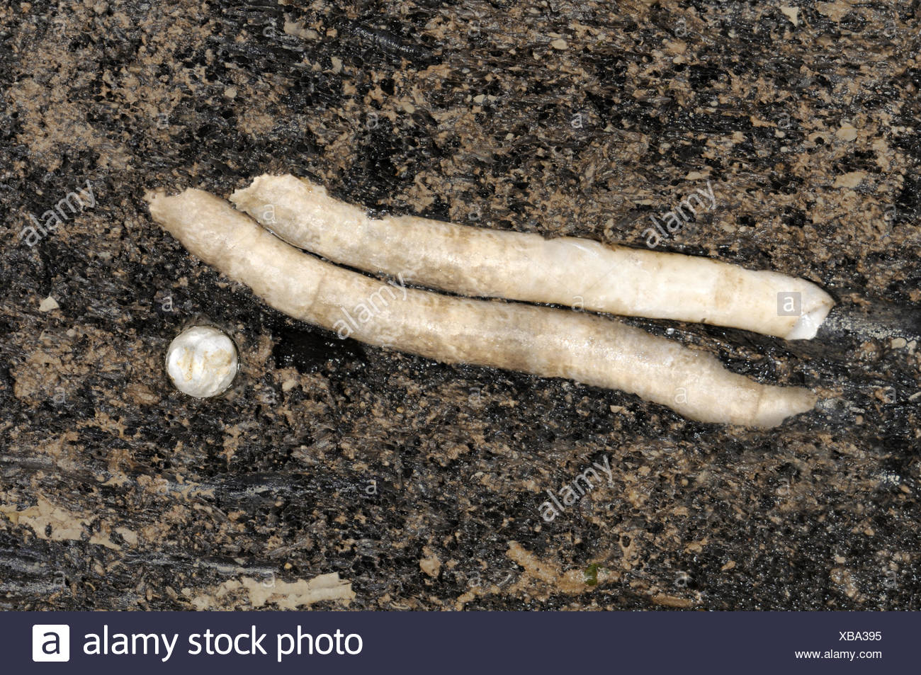 Shipworm High Resolution Stock Photography and Images - Alamy