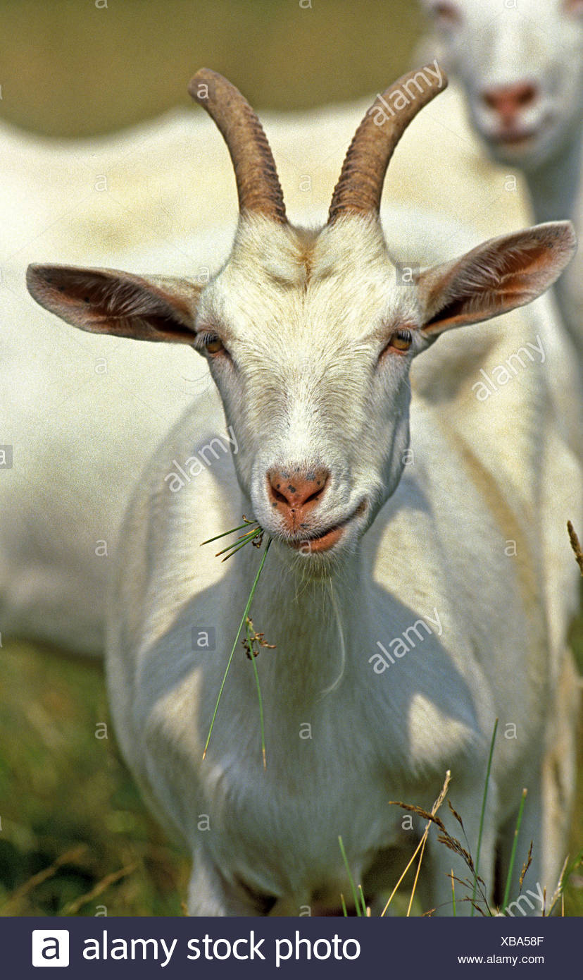 Saanen Goats High Resolution Stock Photography and Images - Alamy