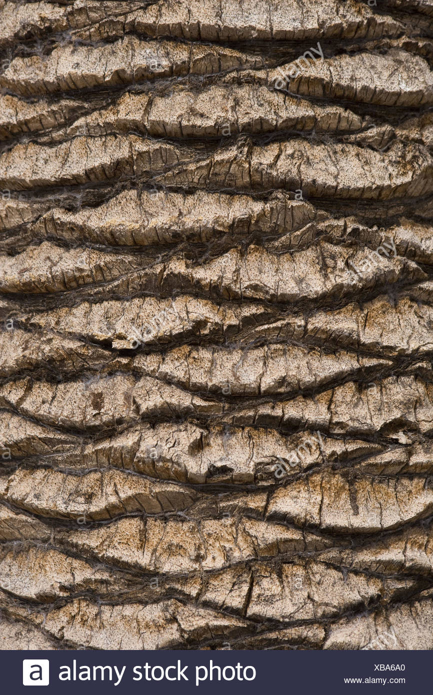 Bark Fissures High Resolution Stock Photography and Images - Alamy