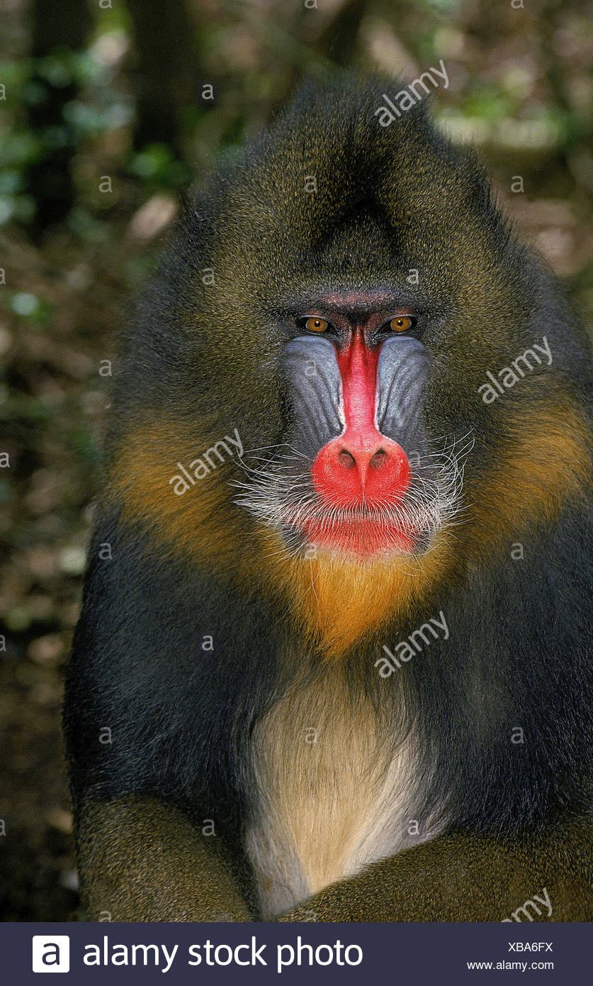 Mature Male Mandrill High Resolution Stock Photography and Images - Alamy