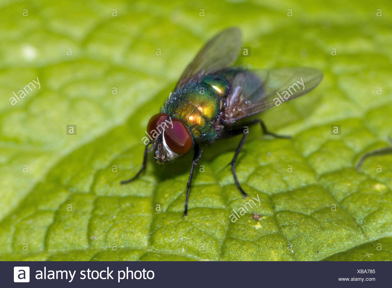 Leaf Sheep High Resolution Stock Photography and Images - Alamy