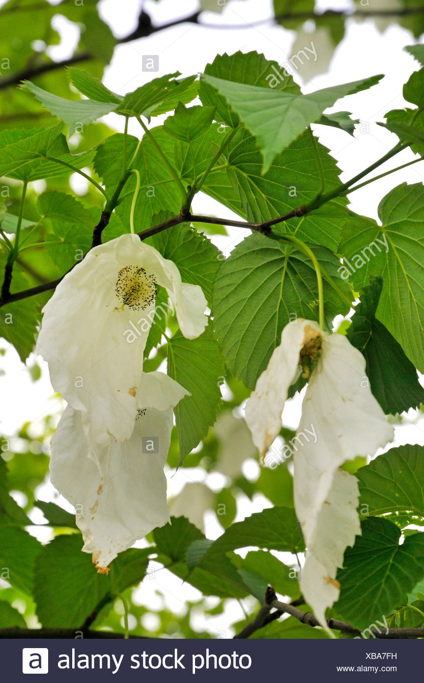 Pocket Handkerchief Tree High Resolution Stock Photography and Images ...