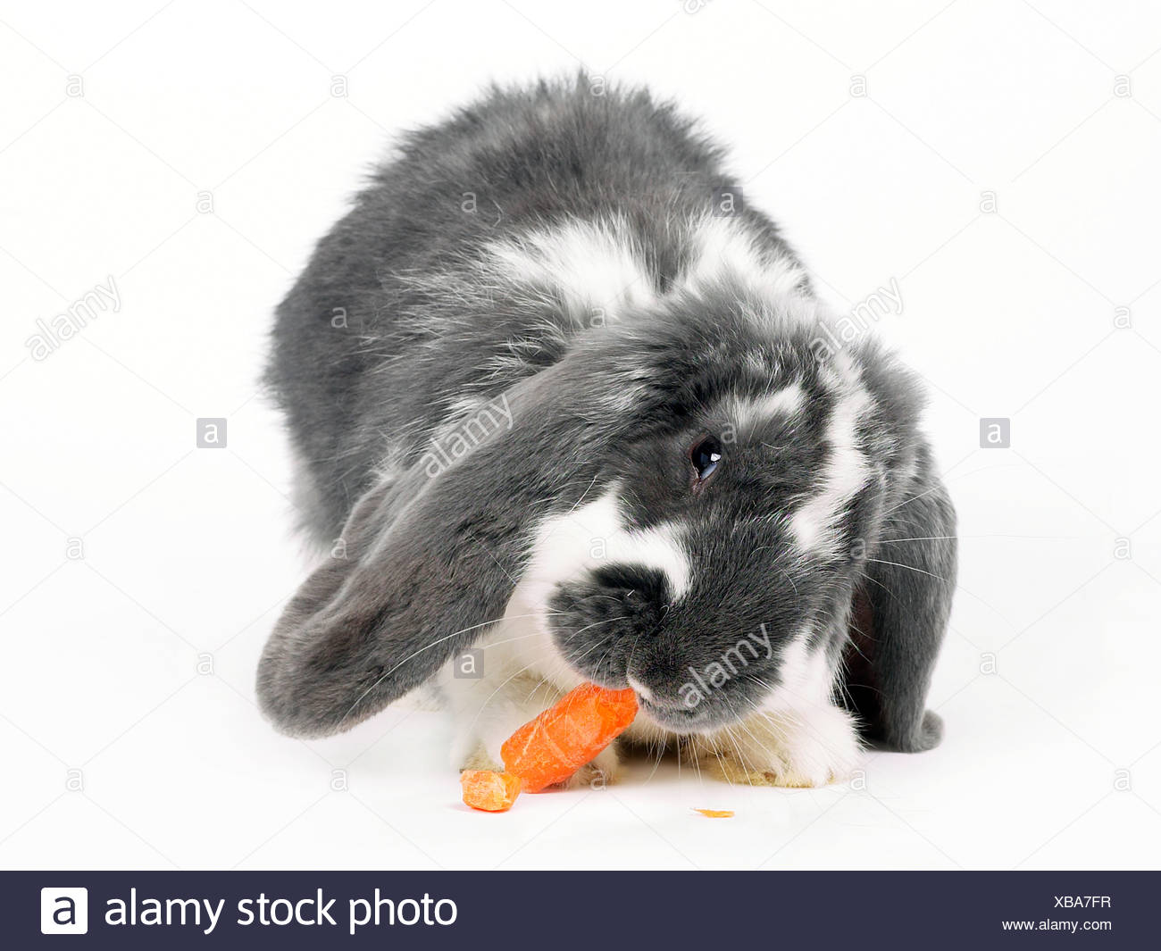 Rabbit Eating Carrot High Resolution Stock Photography and Images - Alamy