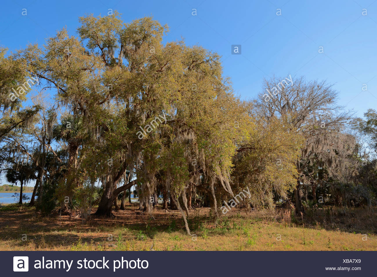 Southern Live Oak Trees High Resolution Stock Photography and Images ...