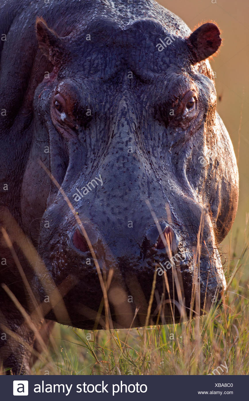 Hippopotamus Head Stock Photos & Hippopotamus Head Stock Images - Alamy