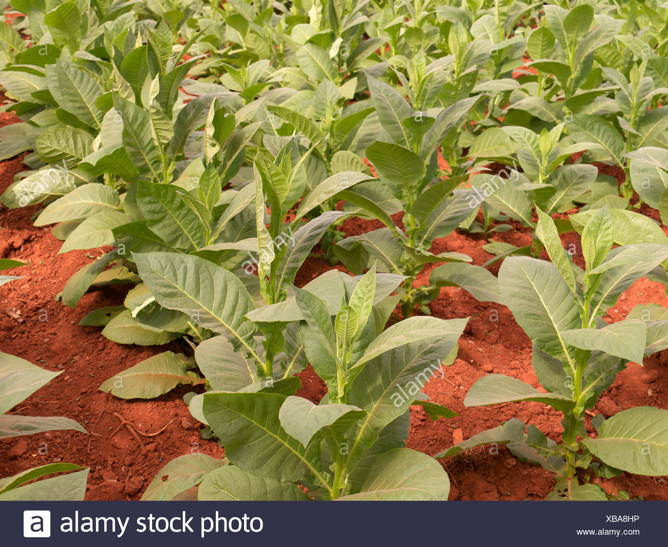 Tobacco Crops Stock Photos & Tobacco Crops Stock Images - Alamy