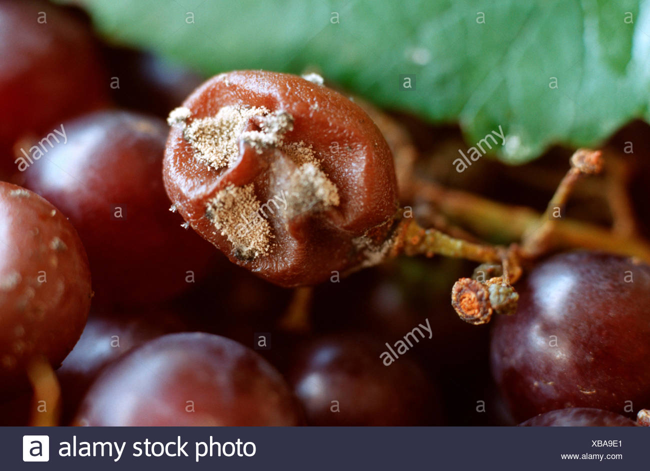 Botrytis Cinerea High Resolution Stock Photography and Images - Alamy