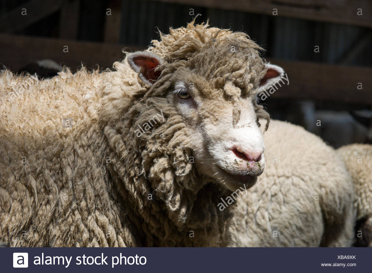 Australia Sheep Shearing Stock Photos & Australia Sheep Shearing Stock ...