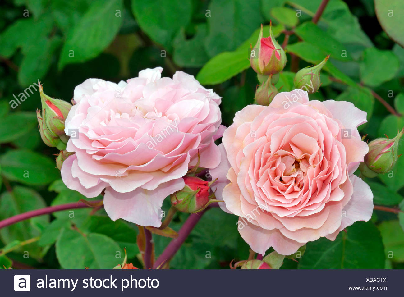 Rose Rosa Leander High Resolution Stock Photography and Images - Alamy
