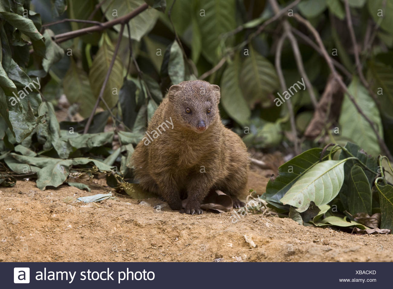 Indian Mongoose High Resolution Stock Photography and Images - Alamy