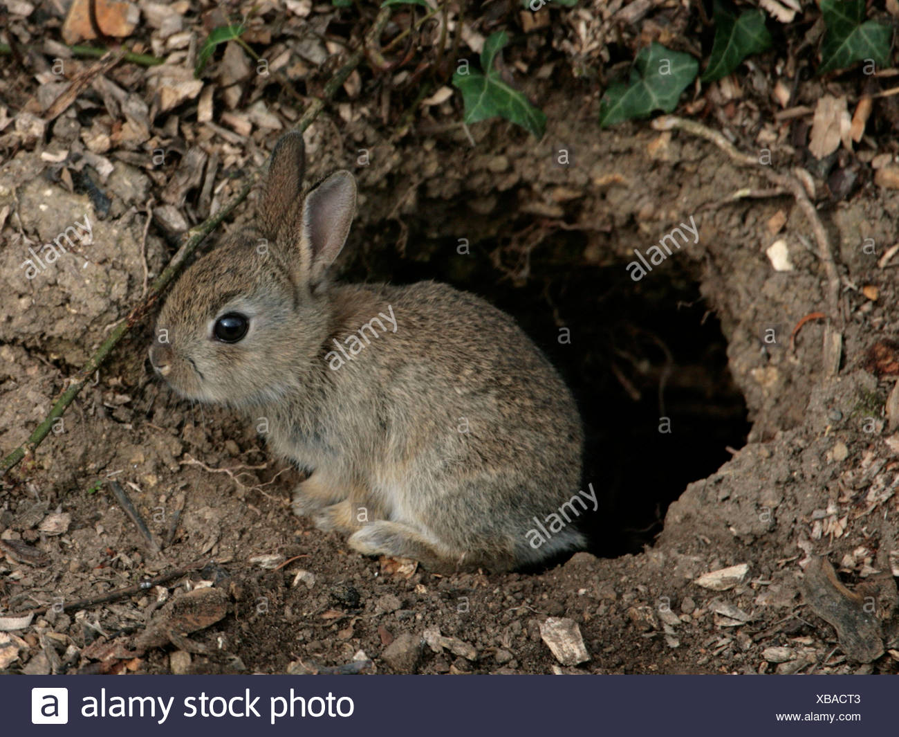 Baby Rabbit Burrow High Resolution Stock Photography and Images - Alamy