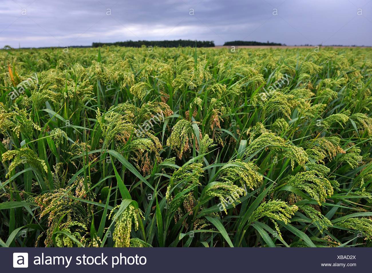 Millet Plant High Resolution Stock Photography and Images - Alamy