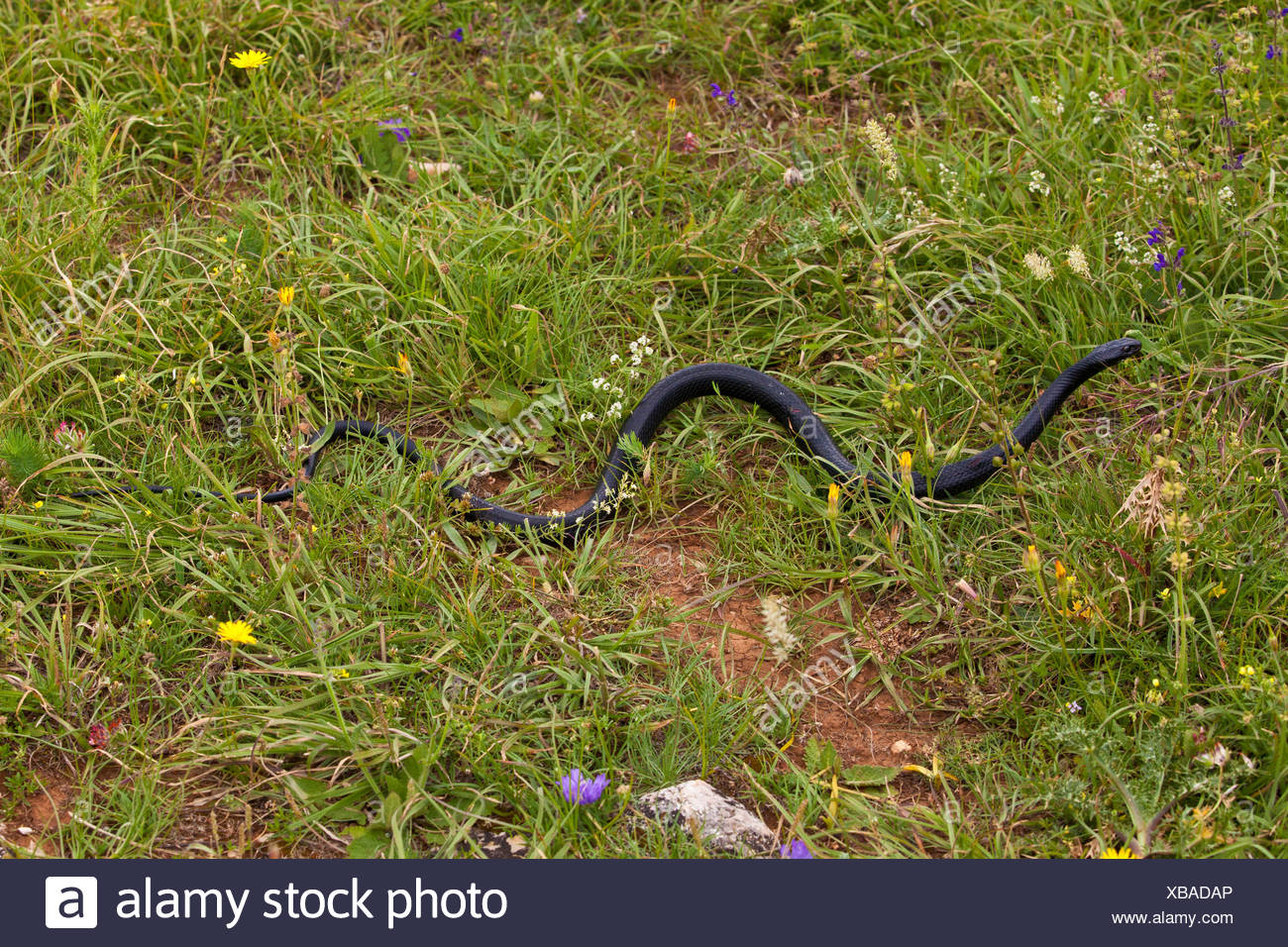 Whipsnakes High Resolution Stock Photography and Images - Alamy